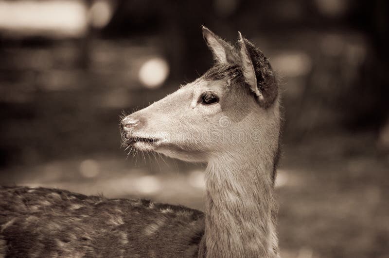 269 Female Deer Profile View Photos - Free & Royalty-Free Stock Photos ...