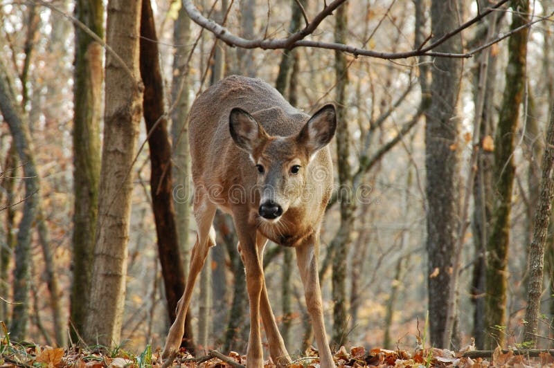 Doe 3 stock photo. Image of hunting, white, tender, fawn - 3725128