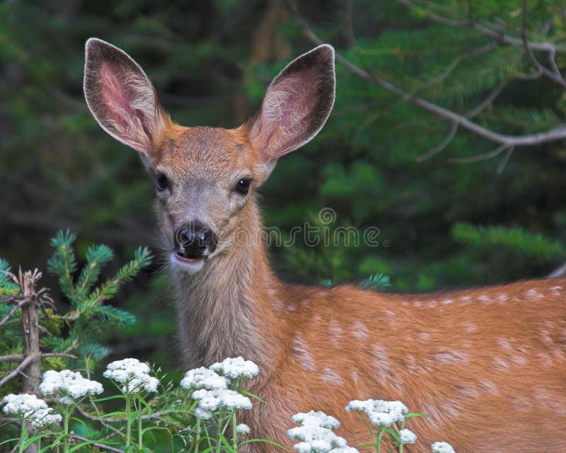 Doe stock image. Image of creature, common, wildflowers - 4005181