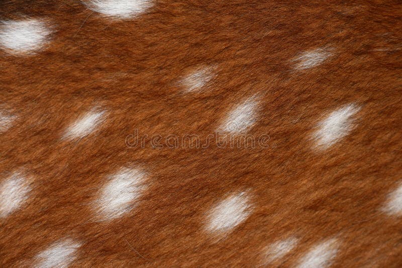 1,001 Texture Deer Fur Stock Photos - Free & Royalty-Free Stock Photos ...