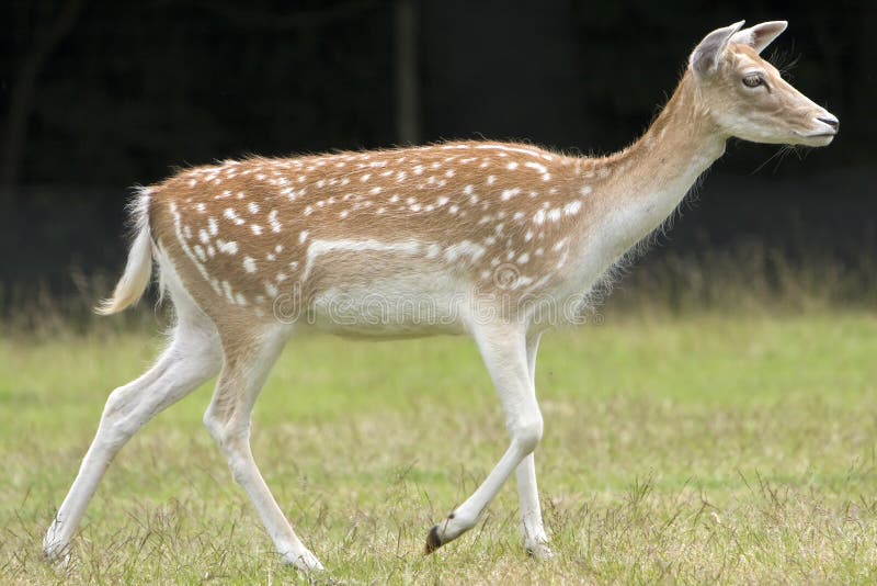 The doe stock image. Image of hart, herbivore, livestock - 7362251