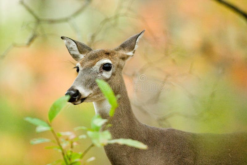Doe behind some leaves stock photo. Image of nature, orange - 9725956