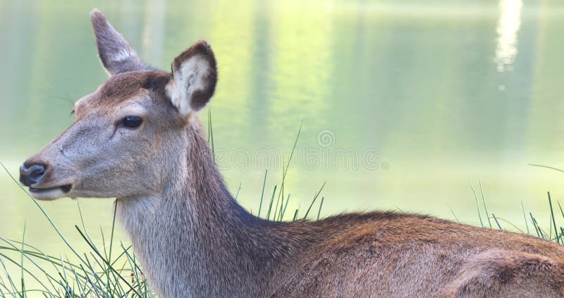 Doe Close-up at the Edge of a Pond in the Forest Stock Footage - Video ...