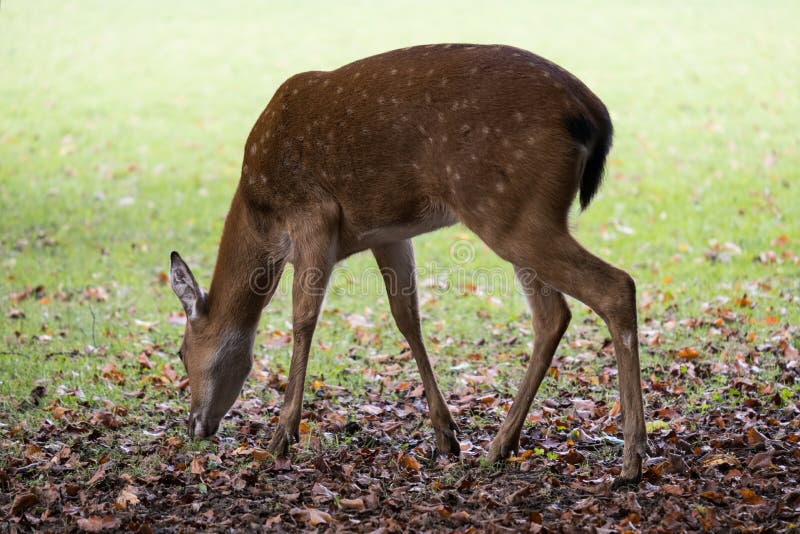 Doe Deer Eating Grass, Autumn Stock Photo - Image of population ...