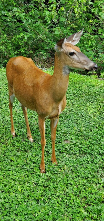 Doe a Deer a Mamma Deer stock photo. Image of mamma - 282910552