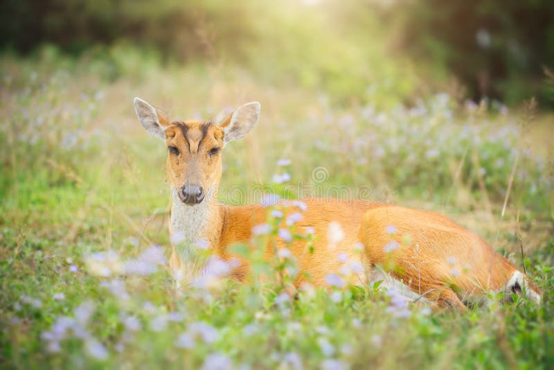 Deer sitting on a wall stock image. Image of nature, wildlife - 51249183
