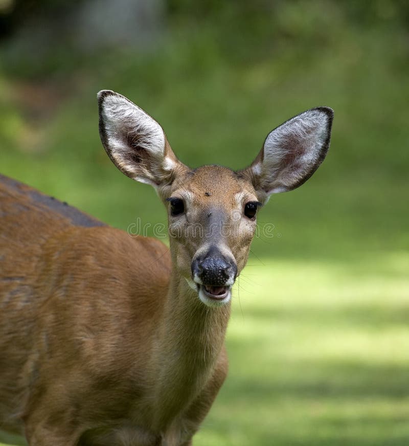 Doe discovery stock image. Image of whiskers, wild, brown - 11087369