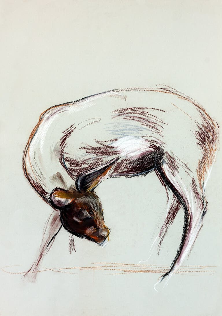 Doe Graphic Stock Illustrations – 4,336 Doe Graphic Stock Illustrations ...