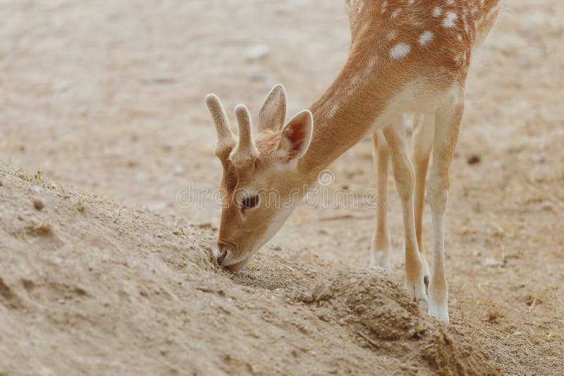 Doe Eating Plants in the Aviary Stock Photo - Image of season, brown ...