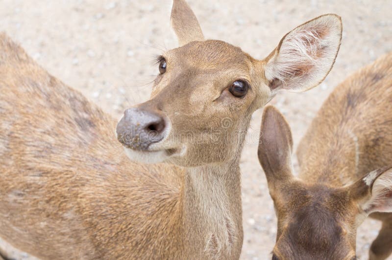 Doe Eye stock photo. Image of mammal, fauna, eyes, animal - 12863518