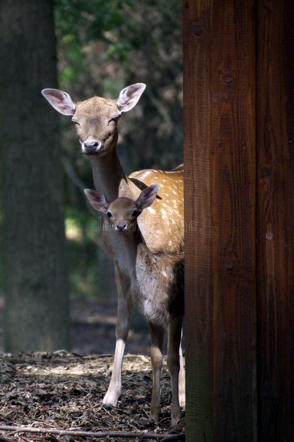 Doe and fawn behind cabin stock photo. Image of fawn - 17747584