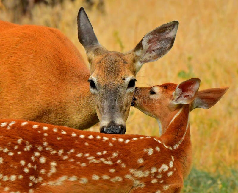 White Tail Deer,Doe & Fawn, Bitterroot Mountains, Montana. Stock Image ...