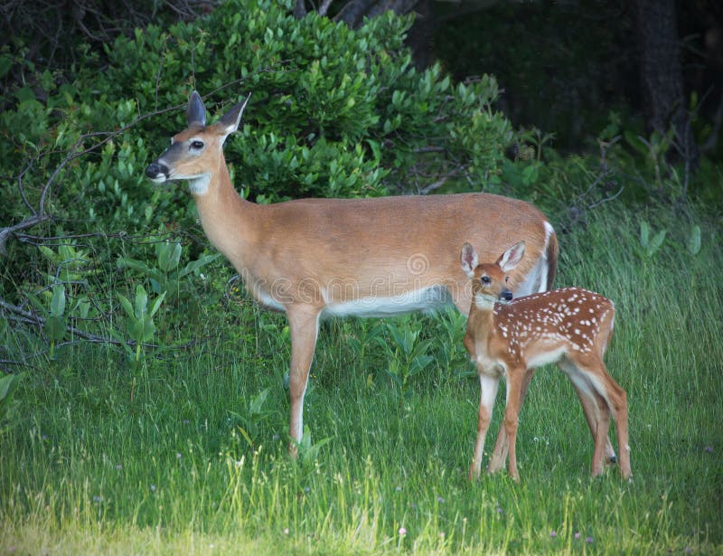 Doe and Fawn stock image. Image of mountain, baby, summer - 31896037