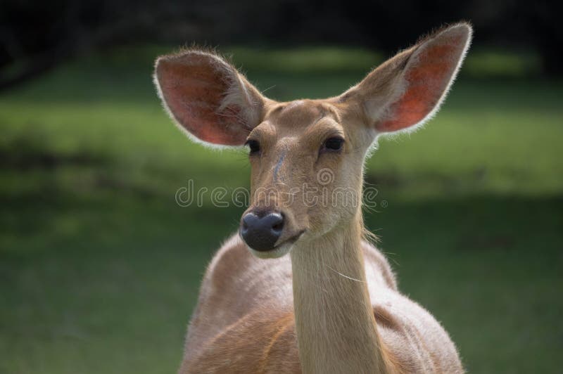 Doe in a field stock image. Image of deer, outdoors, ears - 95734283