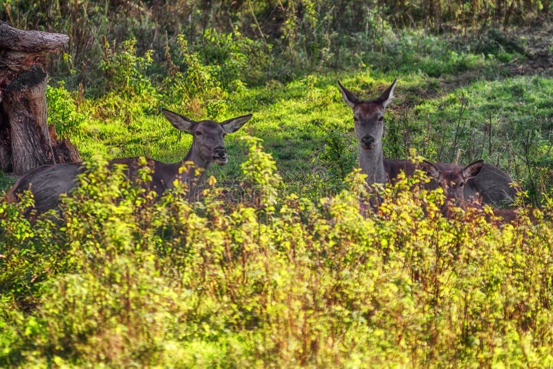 Doe in forest stock photo. Image of forest, wilderness - 142129574
