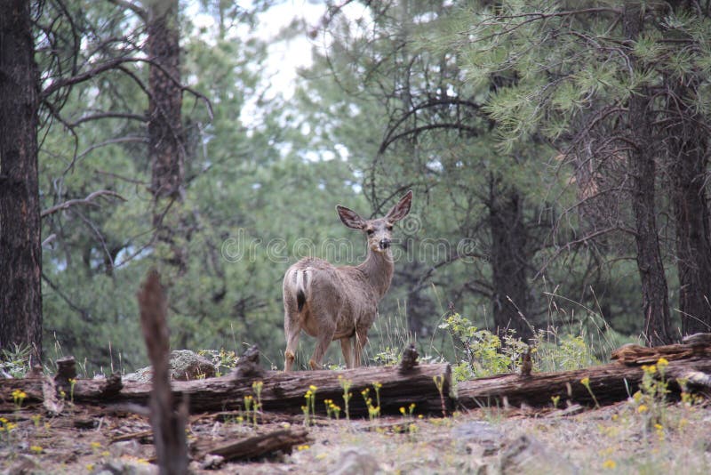 Doe in Forest South of Williams AZ Stock Photo - Image of photographer ...