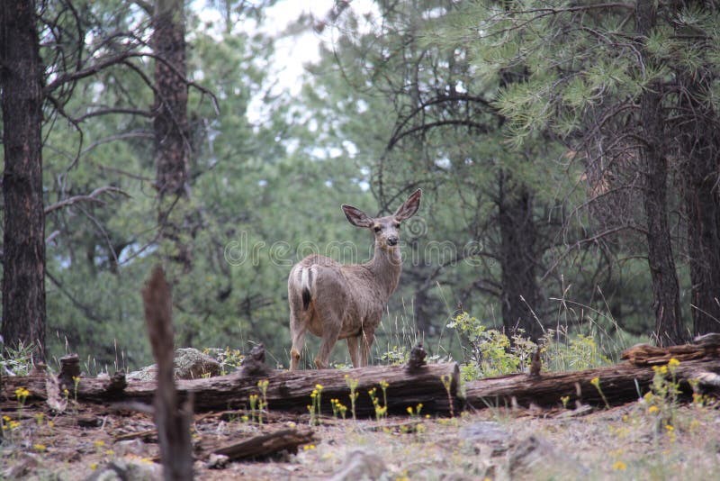 Doe standing in forest stock photo. Image of looking - 142733350
