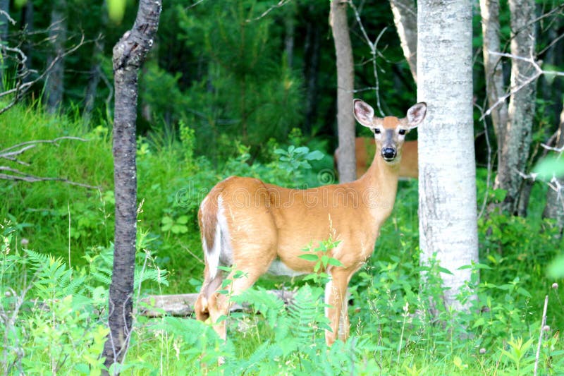 Doe in the Forest stock photo. Image of still, wild, calm - 74474828