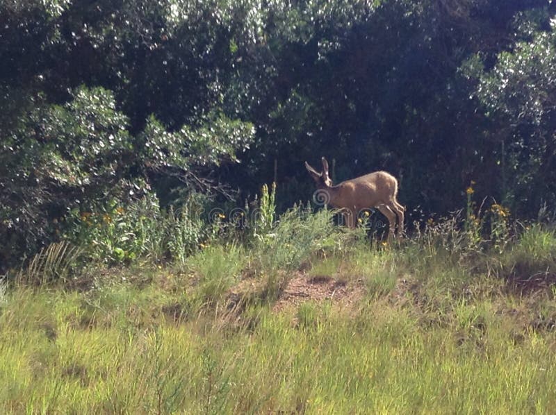 Doe stock image. Image of deer, wild, garden, springs - 45993387