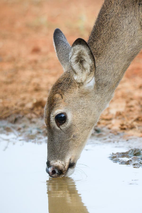 Whitetail Buck Breeding Doe Heat Stock Photos - Free & Royalty-Free ...