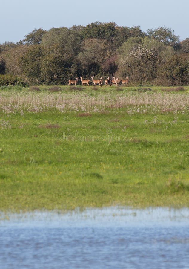Doe group stock photo. Image of protection, wild, together - 31903388