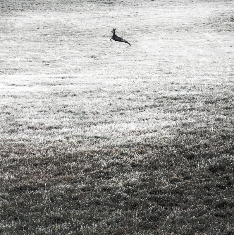 Doe Jumping stock photo. Image of jump, bohemian, meadow - 83824486