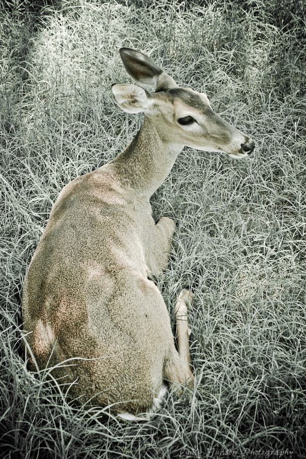 Doe stock image. Image of grass, female, mammal, lone - 74202171