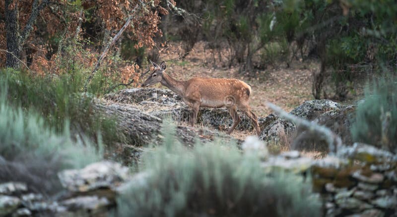 Doe Long Shot Profile View Walking in the Wild Stock Image - Image of ...
