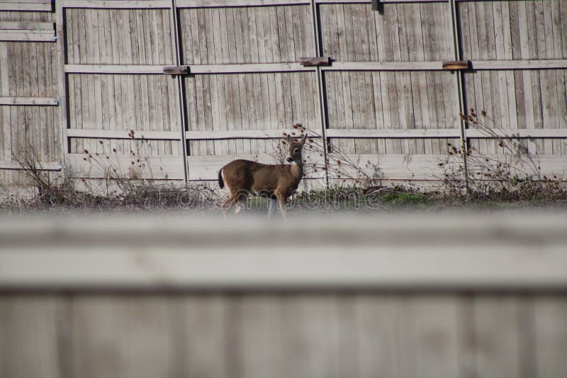 Doe looking to the side stock photo. Image of fences - 233568994