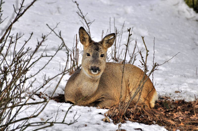Doe in the snow stock image. Image of outdoors, chewing - 30220401