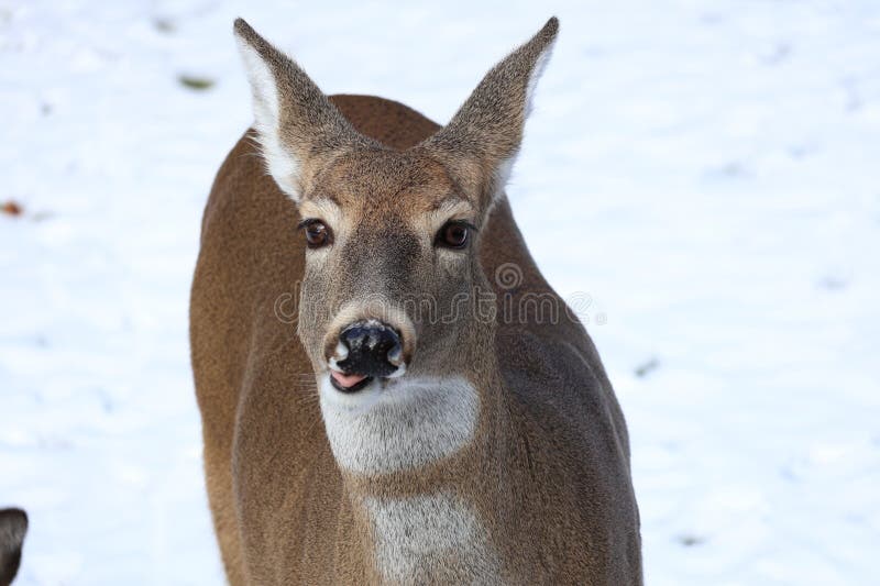 Doe Making a Funny Face stock image. Image of winter - 351852819