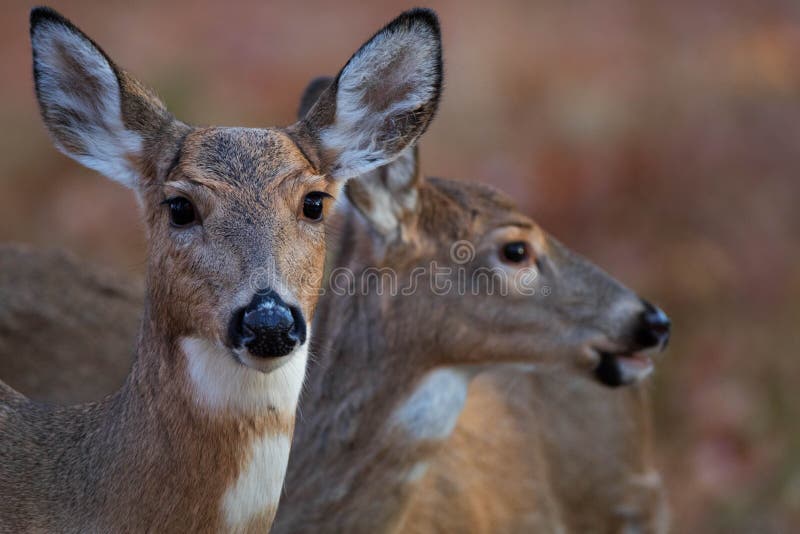 Doe Pair Fall stock photo. Image of mammal, antler, deer - 82716532