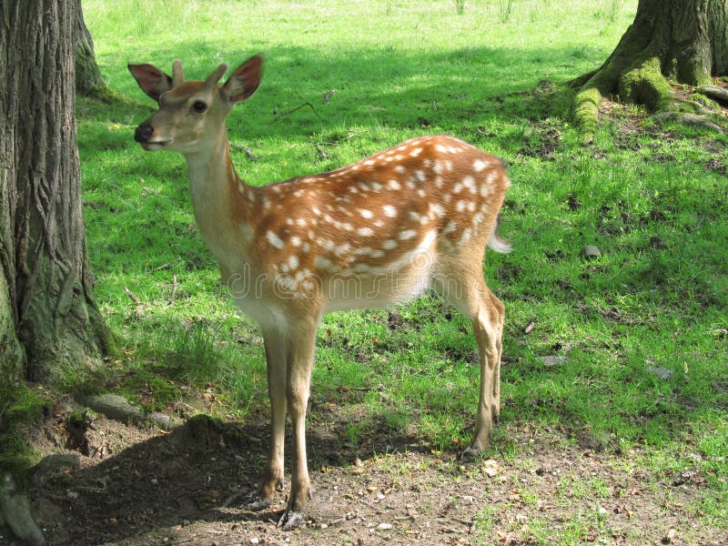 Doe stock photo. Image of beauty, park, season, wildlife - 40656584