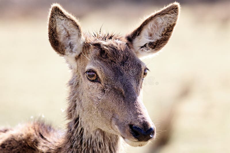 Doe portrait stock image. Image of stare, antlers, grass - 23853089