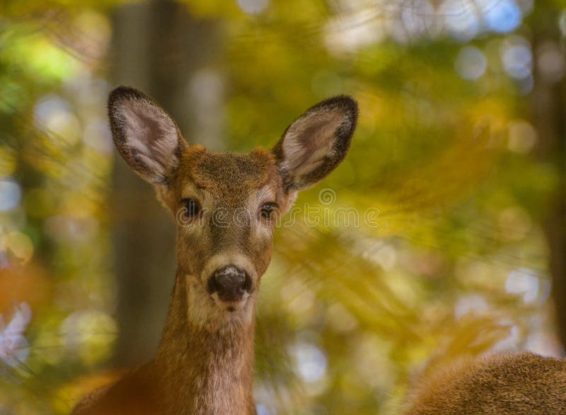 Doe portrait stock image. Image of wildlife, wild, head - 89552103