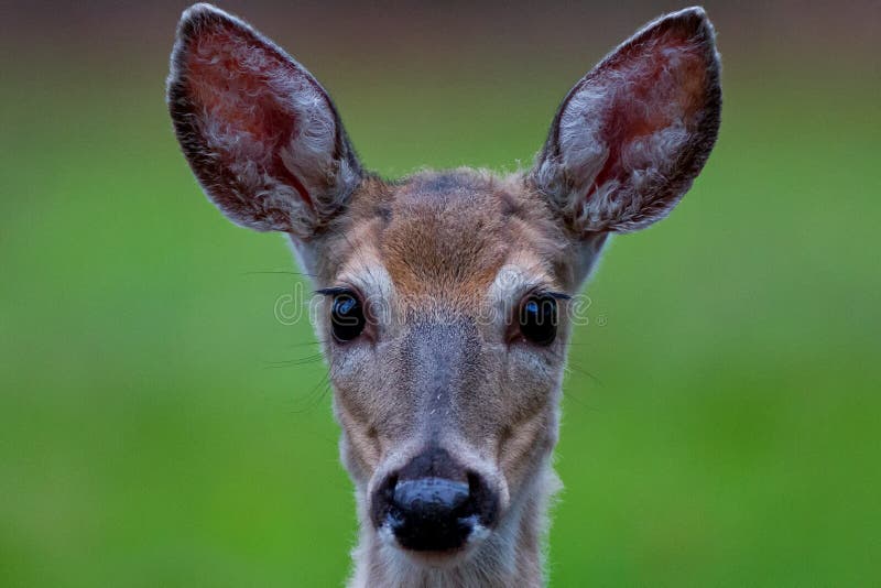 Doe Portrait Green stock image. Image of antlers, portrait - 70990791