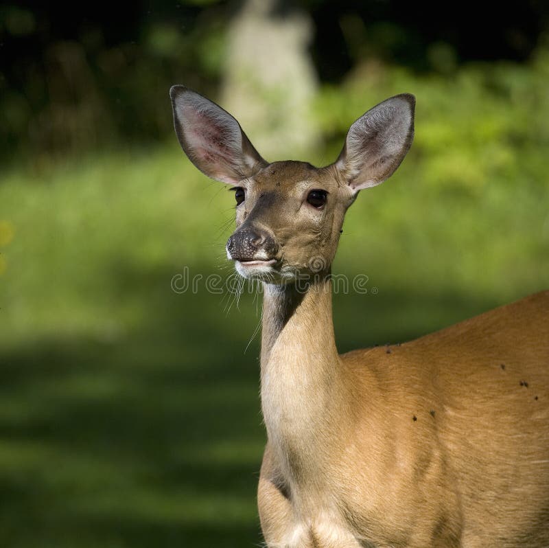 Doe pose stock photo. Image of female, brown, grass, green - 11973428