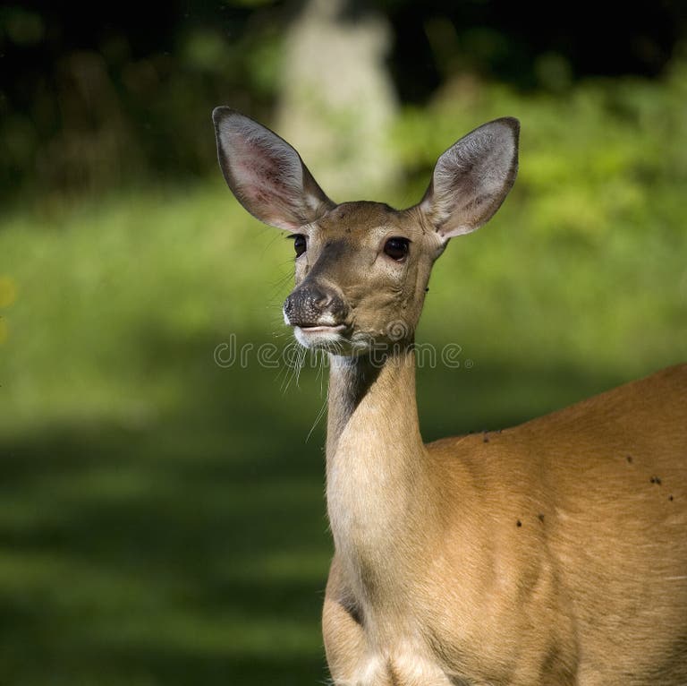 Doe pose stock photo. Image of female, brown, grass, green - 11973428
