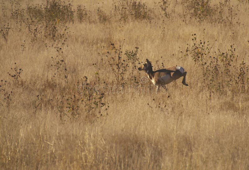 Doe running stock photo. Image of paririe, sunflower - 21671492