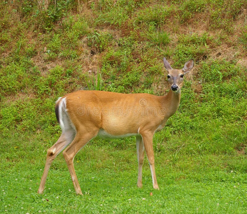 Doe by the side of road stock image. Image of eyes, green - 54566725