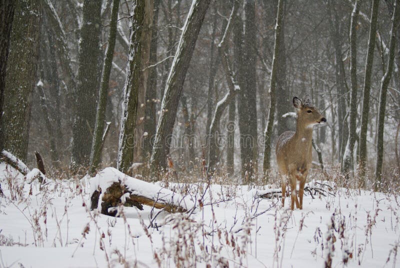 Doe In Snow 2 Picture. Image: 7914736