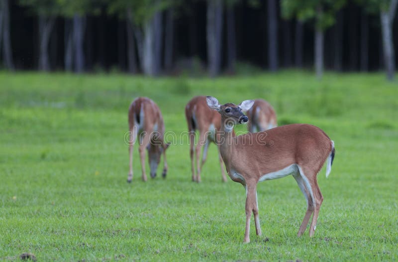 Doe standing guard stock photo. Image of north, animal - 166184466