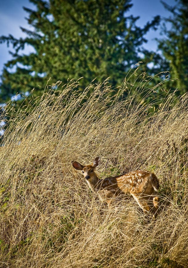 Doe Three stock image. Image of deer, wilderness, wild - 39057325