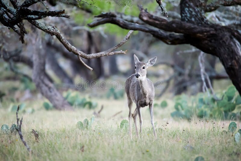 Doe in the Trees stock photo. Image of female, wild, hunting - 58765640