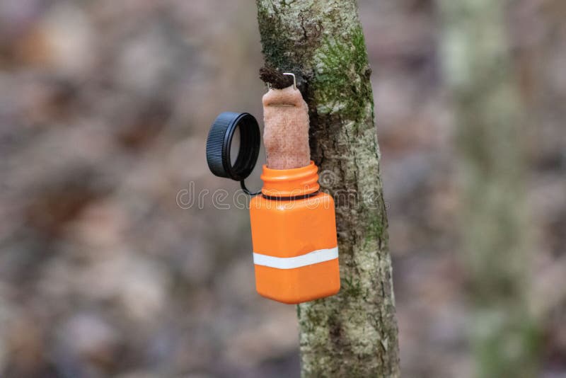 Doe Urine Scent Decoy for Hunting Stock Image - Image of scent, decoy ...