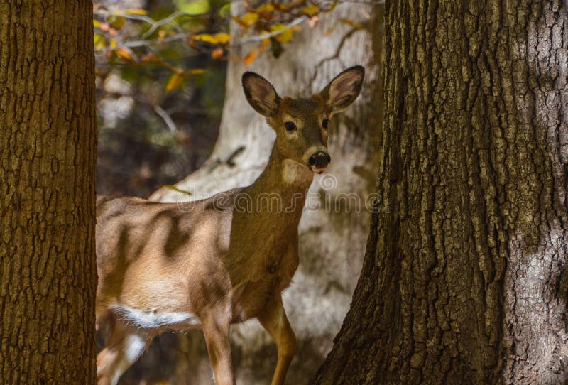 Doe Portrait Looking Around Tree Stock Photos - Free & Royalty-Free ...