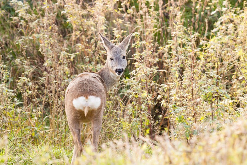 Doe stock photo. Image of spots, expression, natural - 46605866