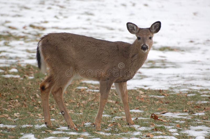 Doe in Winter stock image. Image of cold, food, winter - 6373859