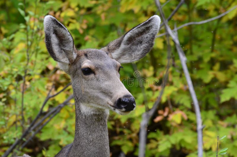 Doe in the woods stock photo. Image of woods, deer, beautiful - 149125154