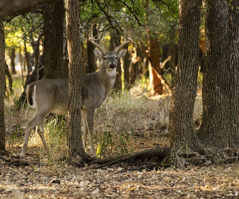 10 Point Buck Stock Photos - Free & Royalty-Free Stock Photos from ...